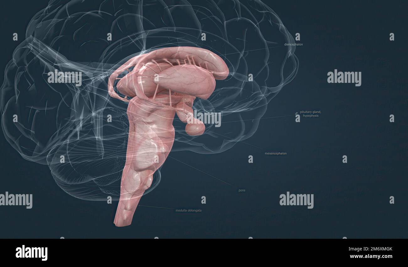 Spinal cord reflex hi-res stock photography and images - Alamy