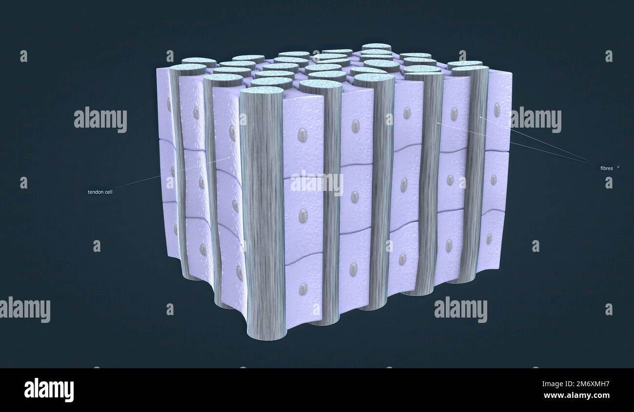 Collagenous tissue hi-res stock photography and images - Alamy