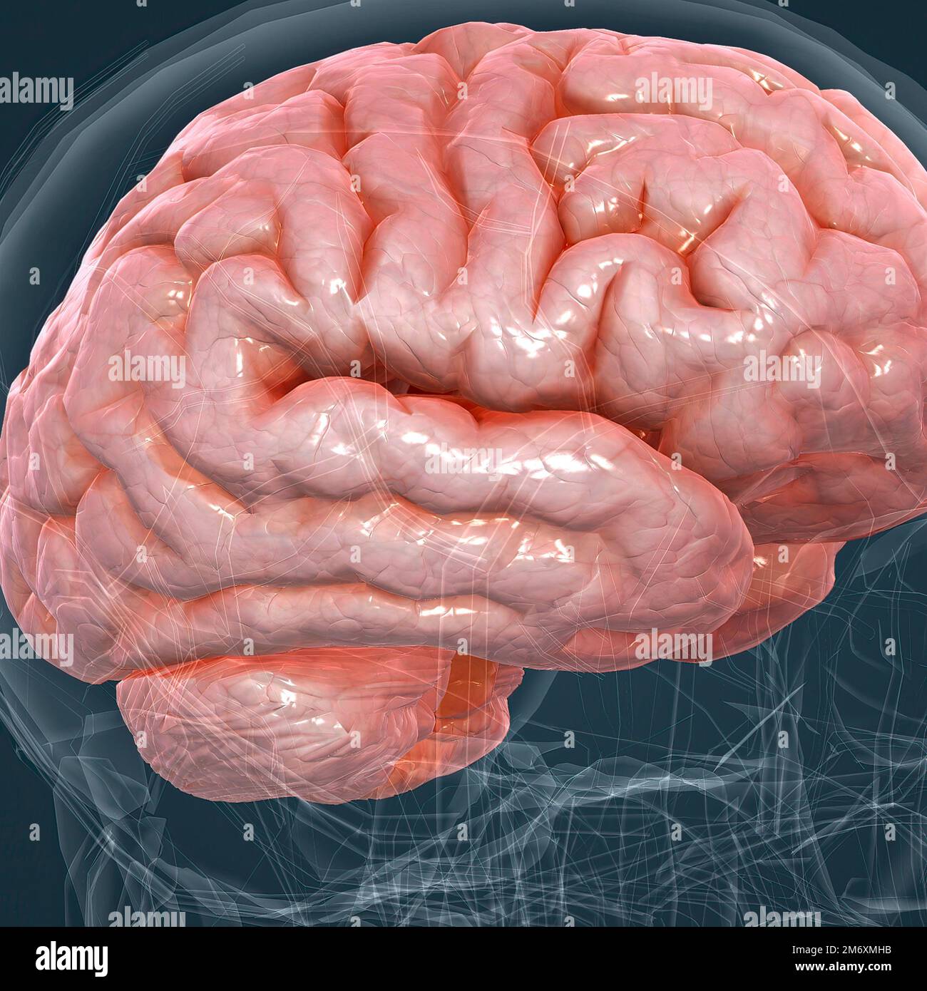 Cortical center hi-res stock photography and images - Alamy