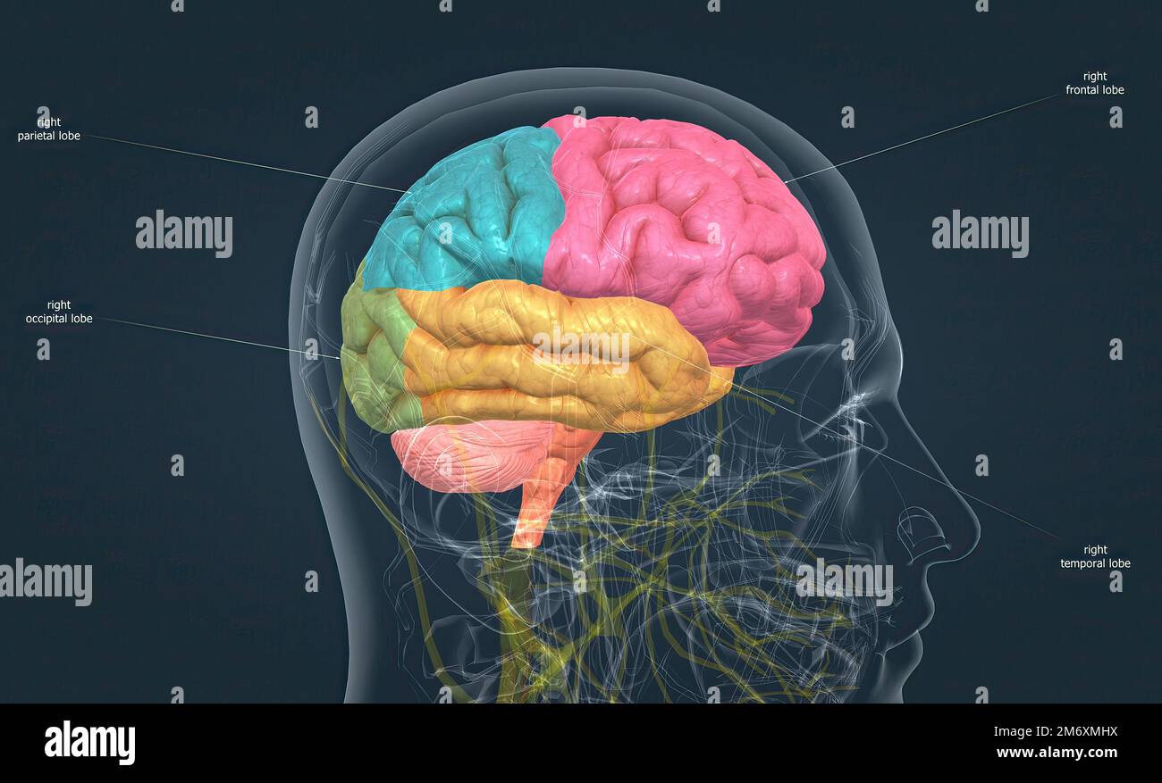 Cortical center hi-res stock photography and images - Alamy