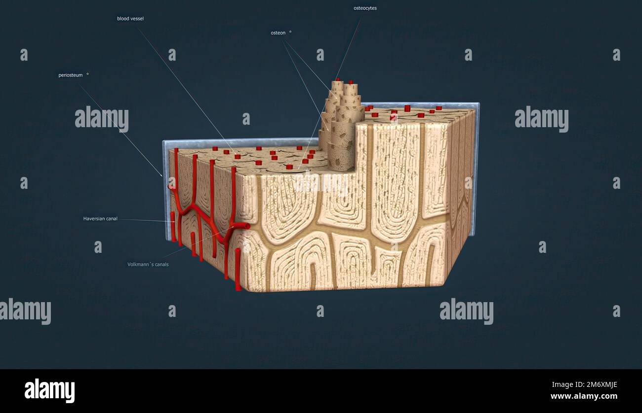 Bone tissues hi-res stock photography and images - Alamy