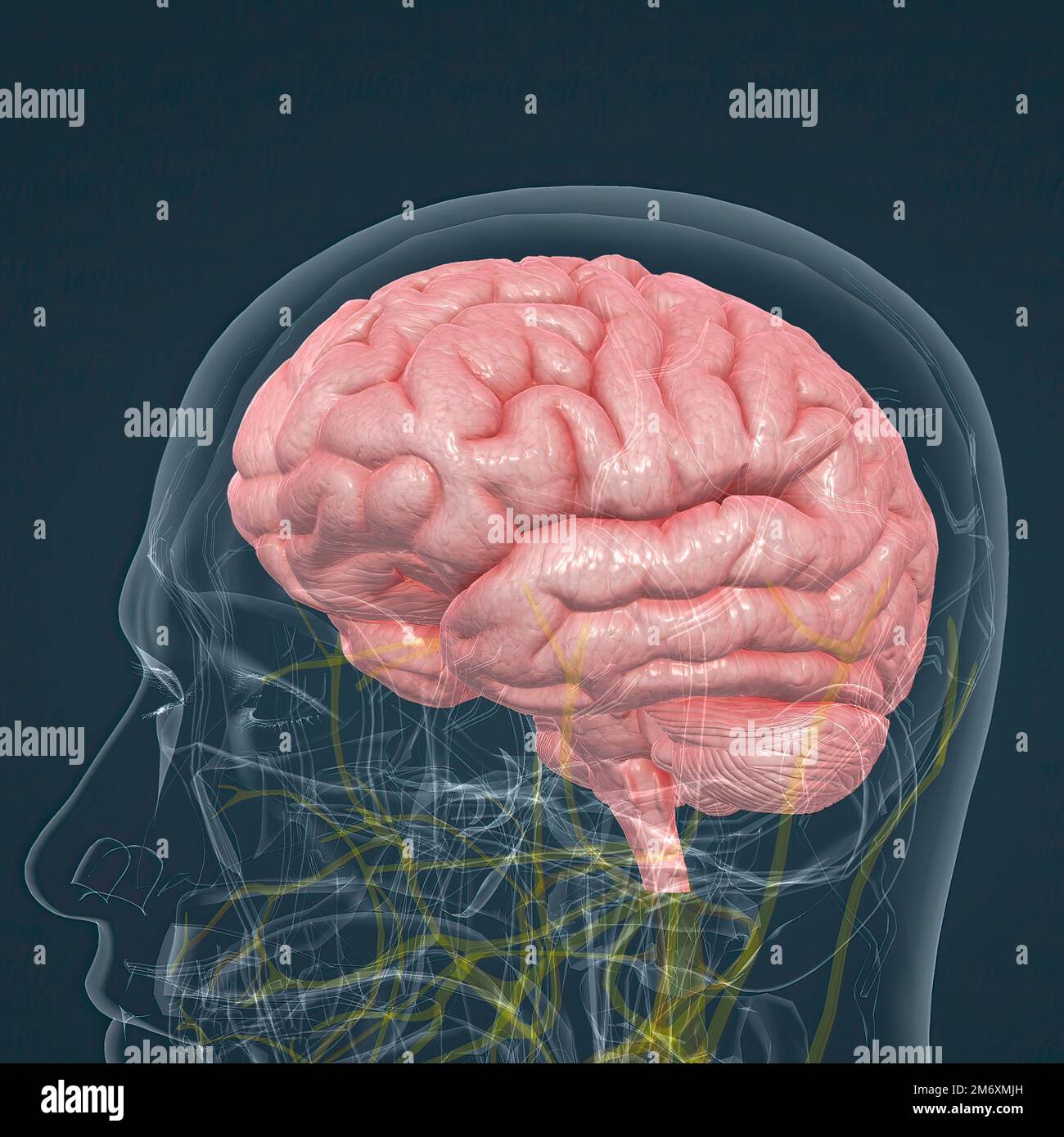 Brain spinal cord nervous system hi-res stock photography and images ...