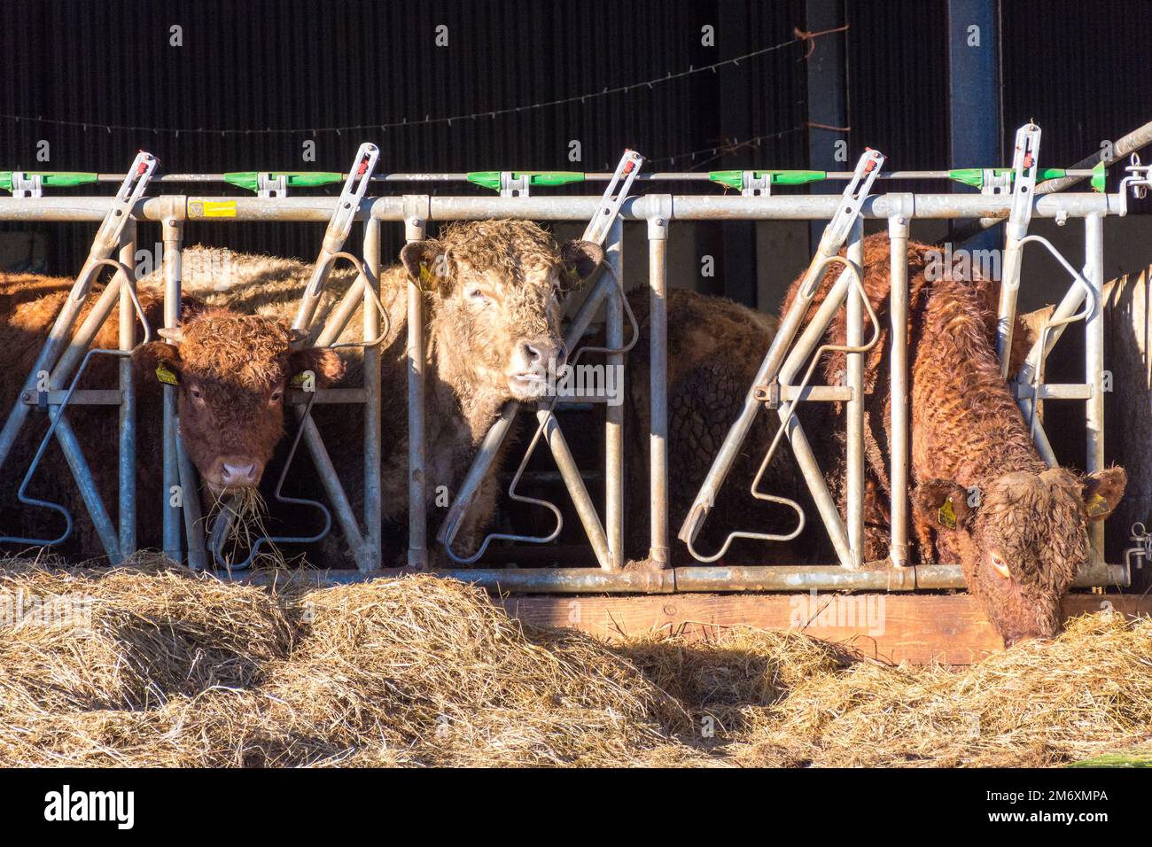 Beef cattle feeding on silage grass, County Donegal, Ireland Stock ...