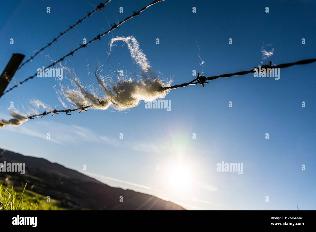 Sheep wool caught on a barbed wire fence on a farm in County Donegal ...