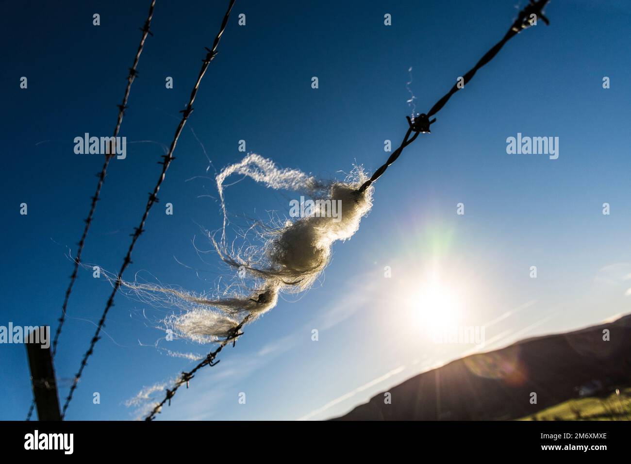 Sheep wool caught on a barbed wire fence on a farm in County Donegal ...