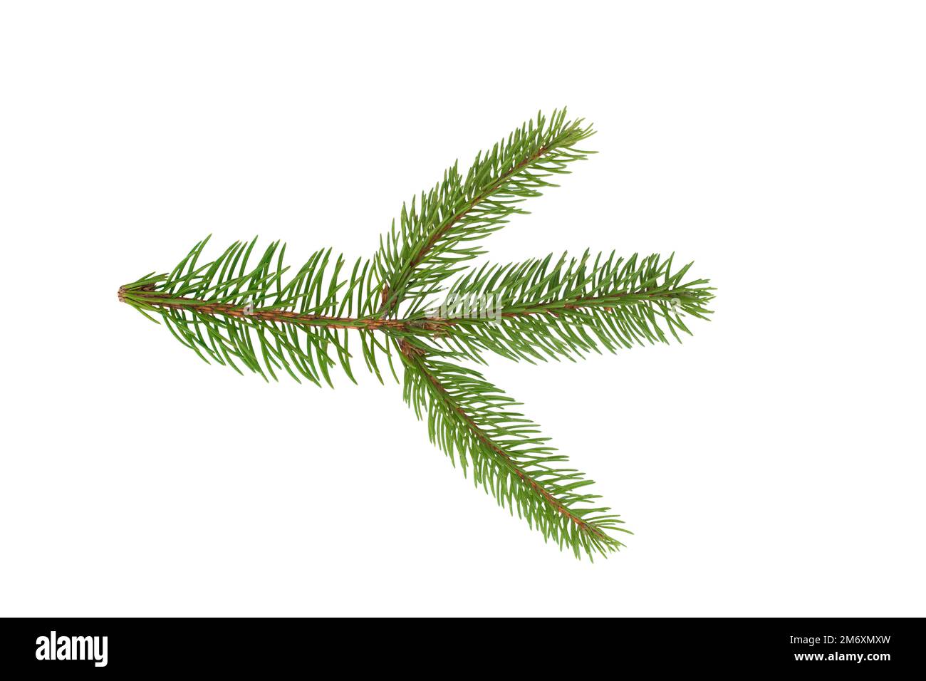 Christmas tree branches isolated on a white background Stock Photo - Alamy