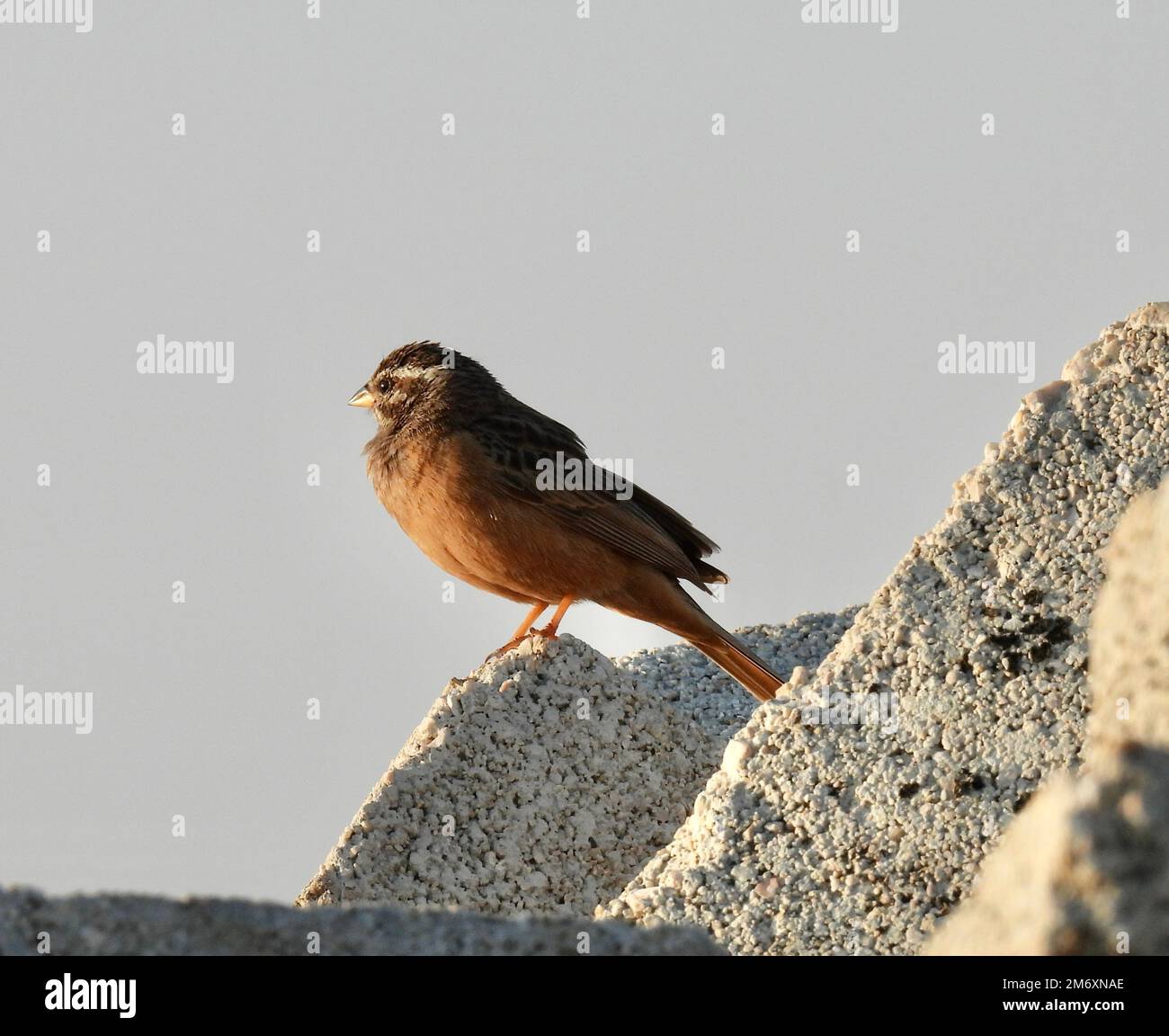 Cinnamon feathers hi-res stock photography and images - Alamy