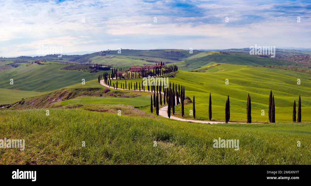 View on the traditional Tuscan farm with cypress trees alley Stock ...