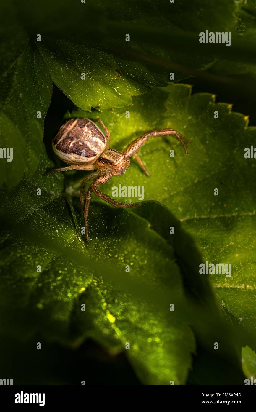 The hunting spider Stock Photo - Alamy