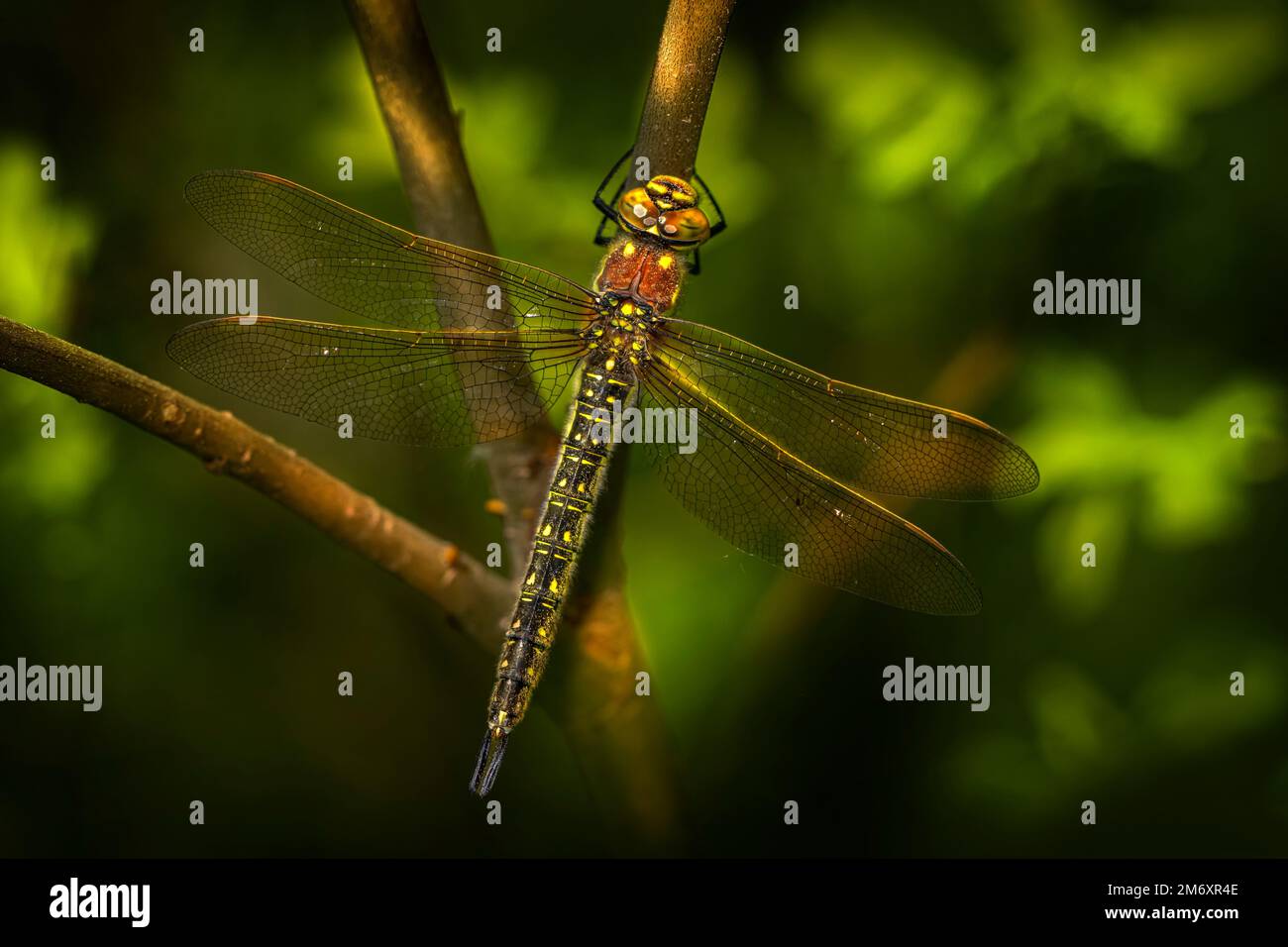 Small living insects hi-res stock photography and images - Alamy