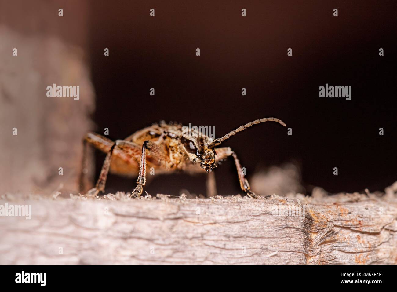 An insect living in Estonia Stock Photo - Alamy
