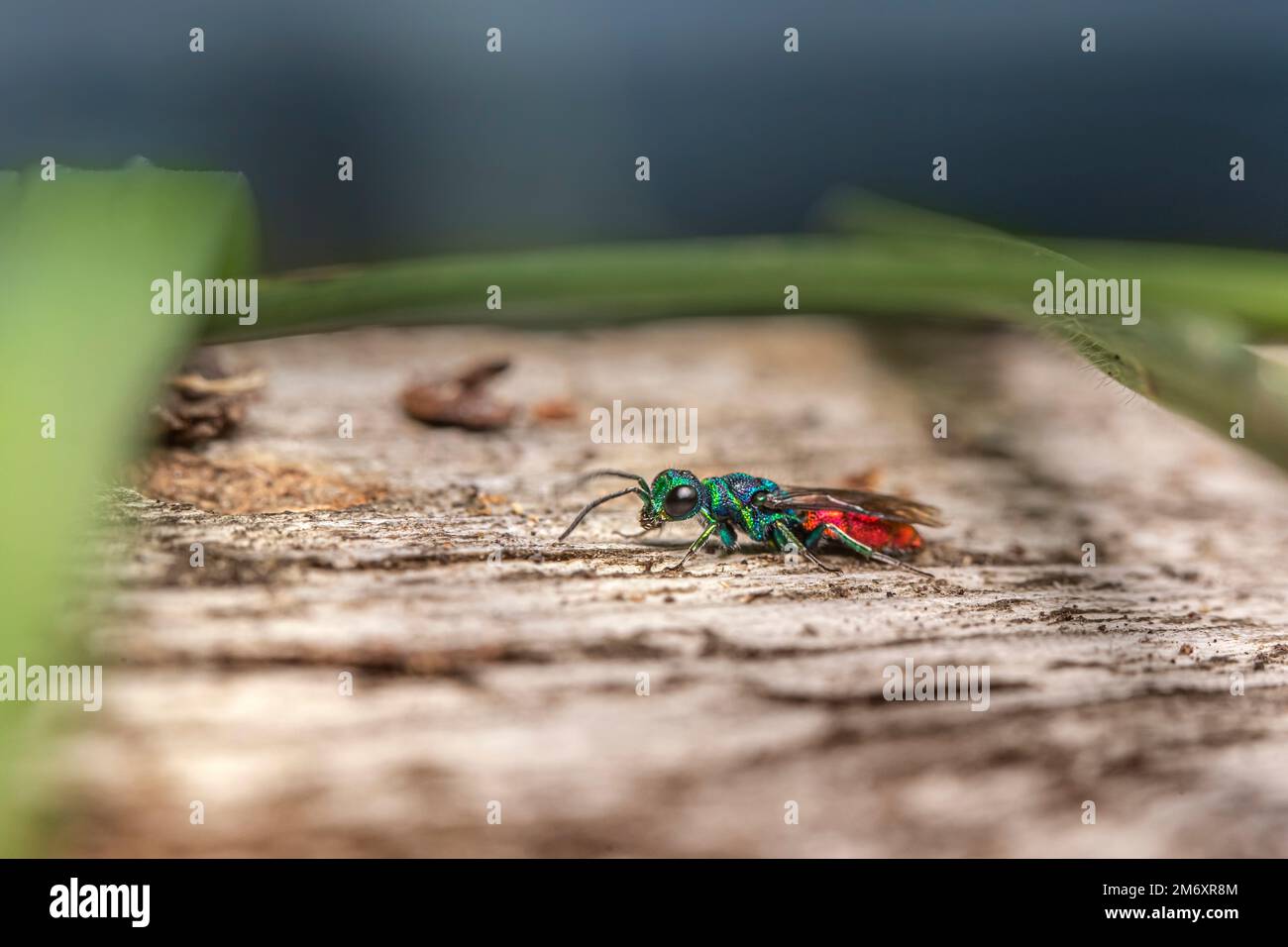 An insect living in Estonia Stock Photo - Alamy