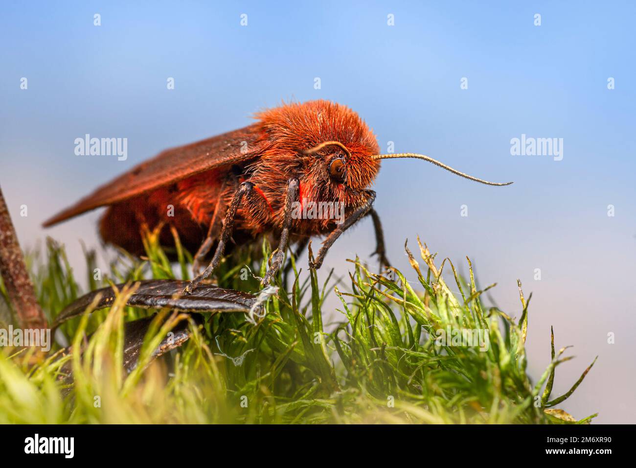 The Ruby Tiger (Phragmatobia fuliginosa Stock Photo - Alamy