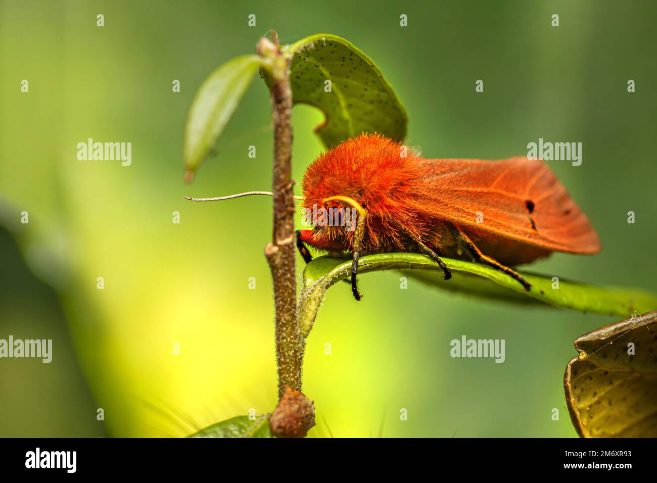 The Ruby Tiger (Phragmatobia fuliginosa Stock Photo - Alamy