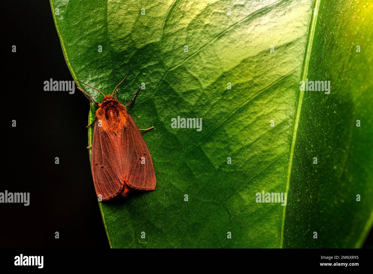 The Ruby Tiger (Phragmatobia fuliginosa Stock Photo - Alamy