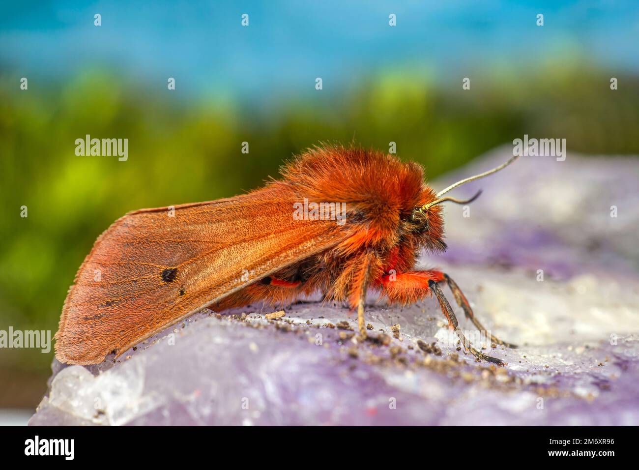 The Ruby Tiger (Phragmatobia fuliginosa Stock Photo - Alamy
