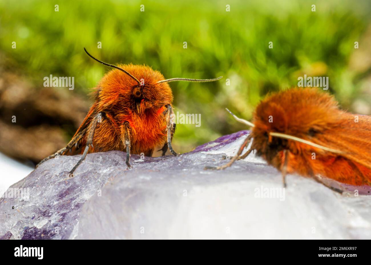 The Ruby Tiger (Phragmatobia fuliginosa Stock Photo - Alamy