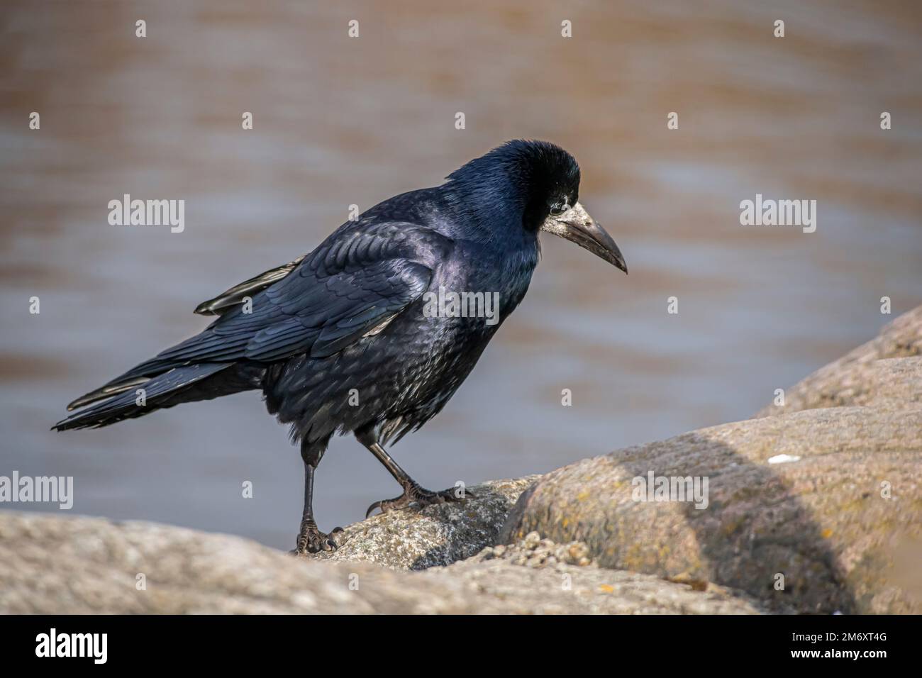 Rook (Corvus frugilegus Stock Photo - Alamy