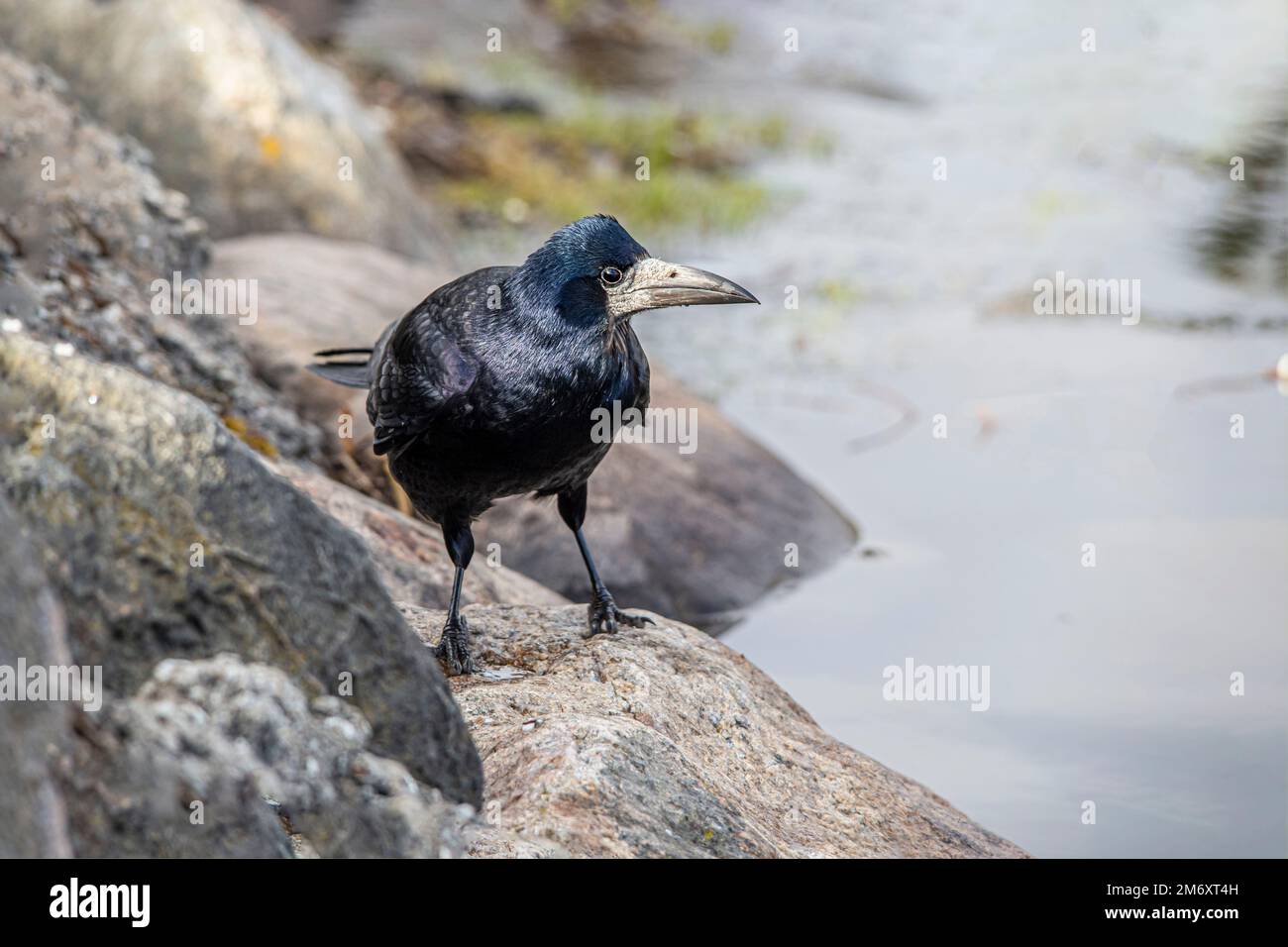 Rook (Corvus frugilegus Stock Photo - Alamy