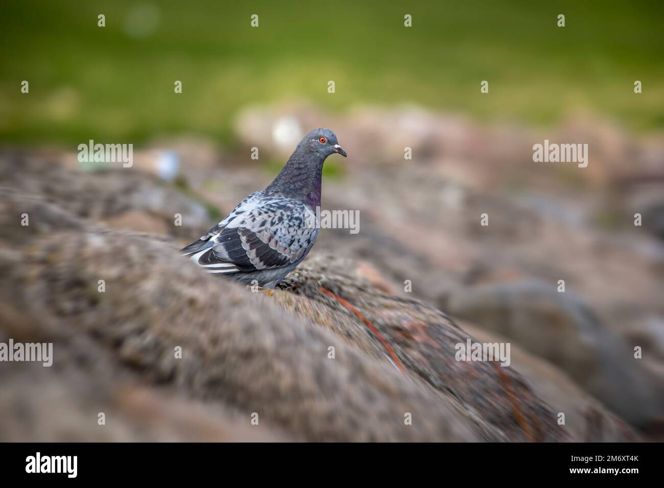 Stone pigeon loft hi-res stock photography and images - Alamy