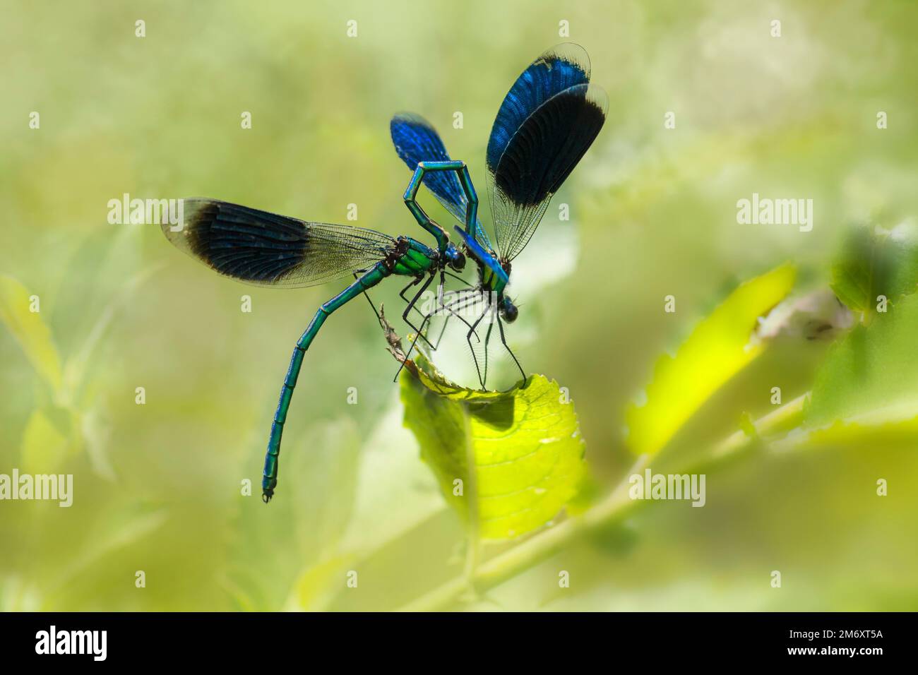 Formal garden insect hi-res stock photography and images - Alamy
