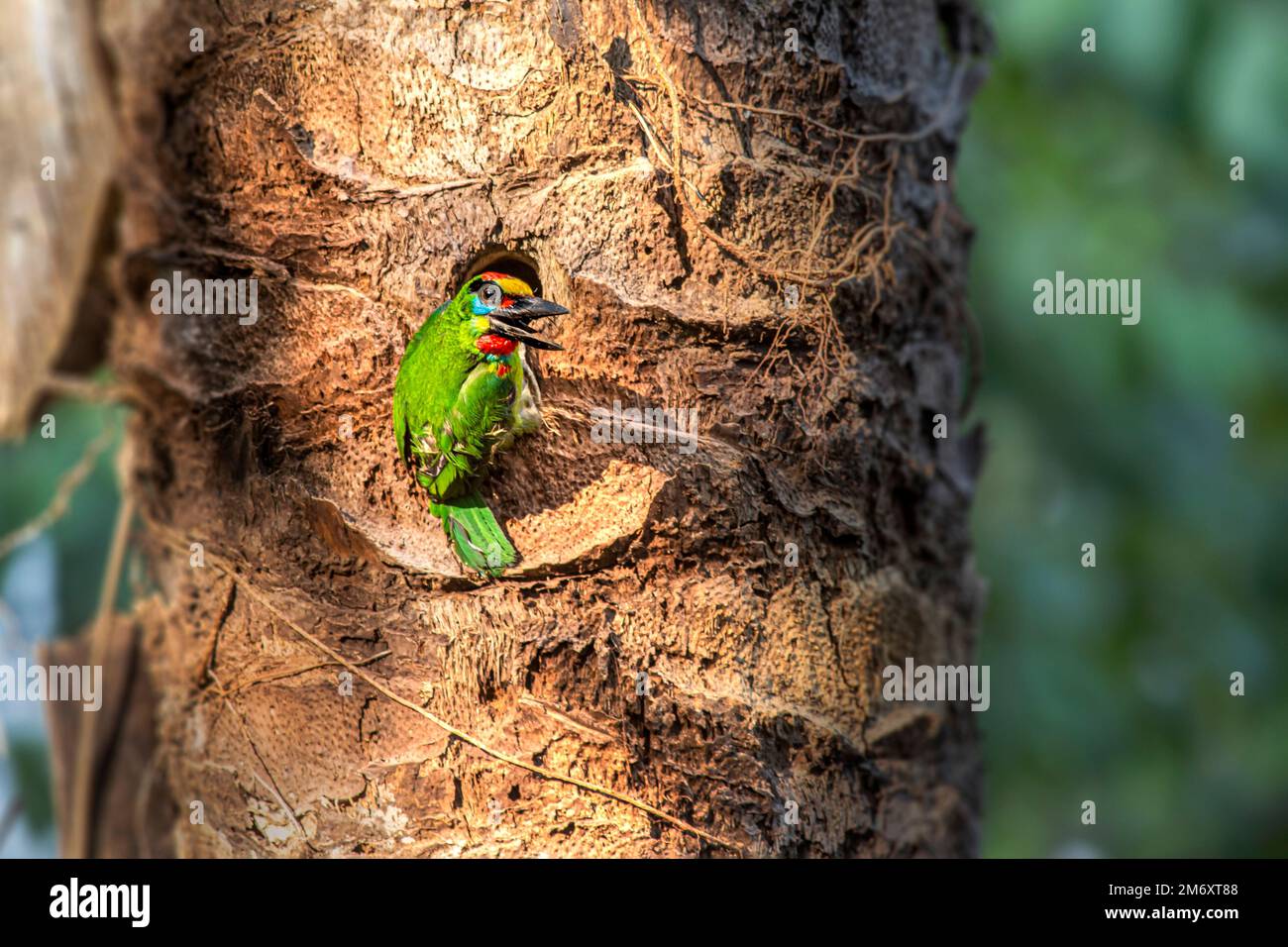 Red-throated Barbet (Megalaima mystacophanos Stock Photo - Alamy