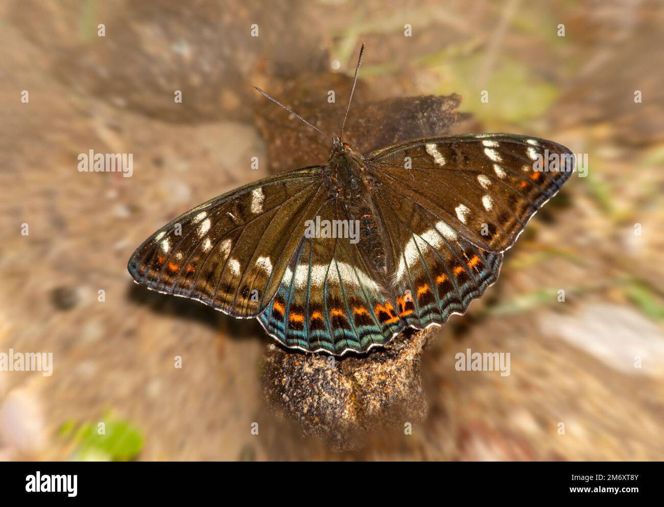The blue moon butterfly (Hypolimnas bolina Stock Photo - Alamy