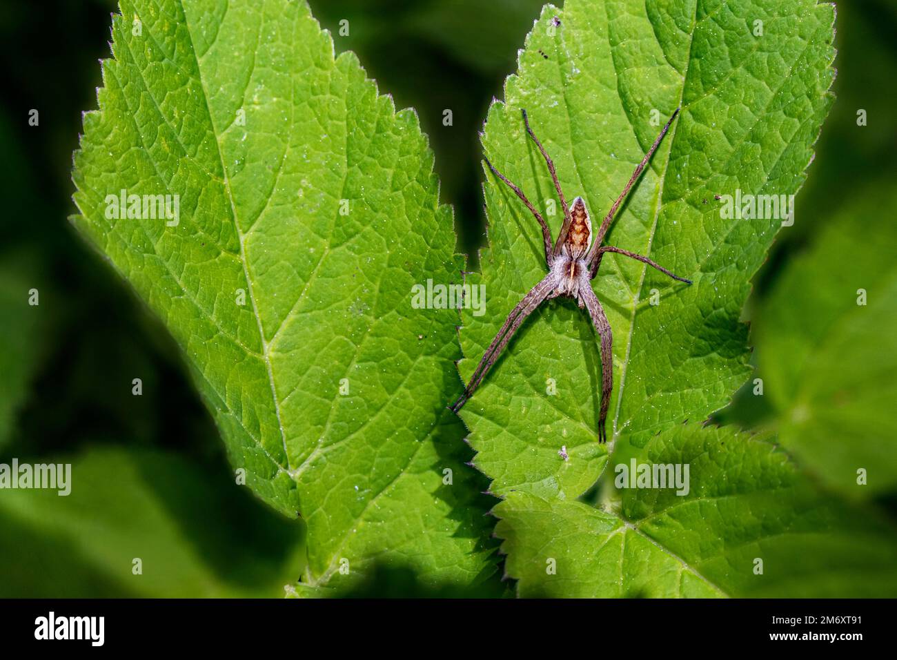 Invertebrate insects hi-res stock photography and images - Alamy