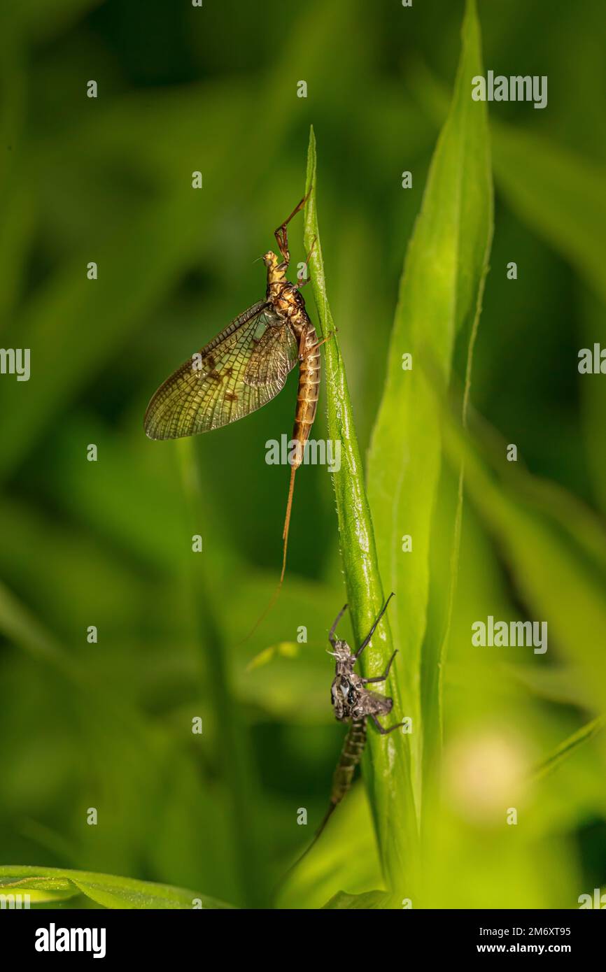 Invertebrate insects hi-res stock photography and images - Alamy