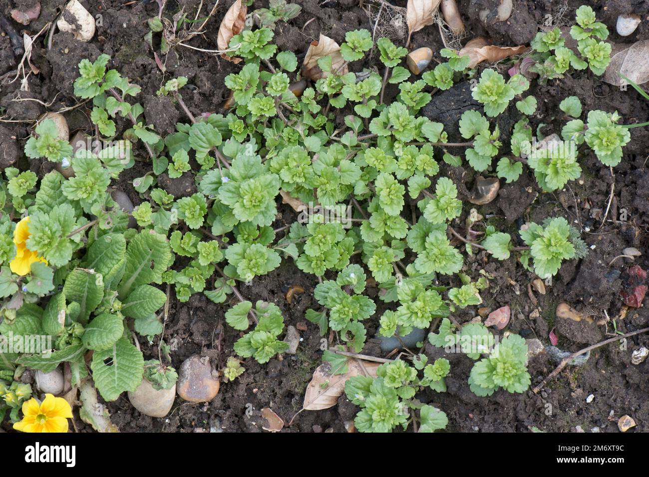 Common field speedwell (Veronica persica) spreading weed just beginning ...