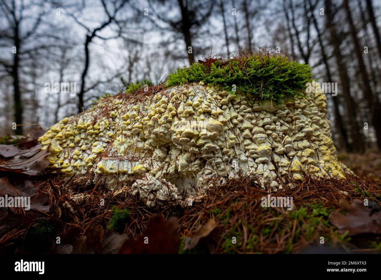The bracket fungus, in latin Antrodia serialis growing on a dead oak ...