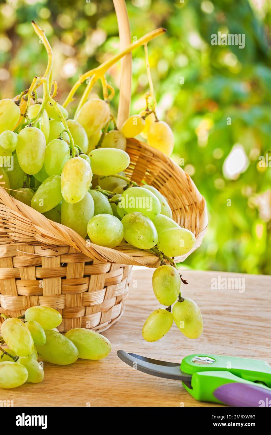 Busket hi-res stock photography and images - Alamy