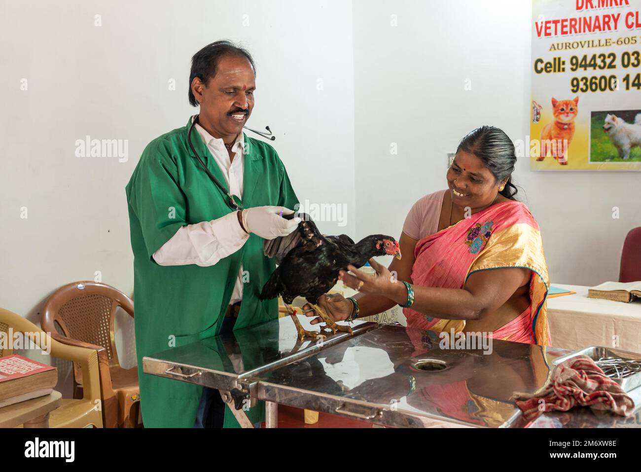 Edayanchavadi, India - 10th december 2022: Indian veterinarian taking ...