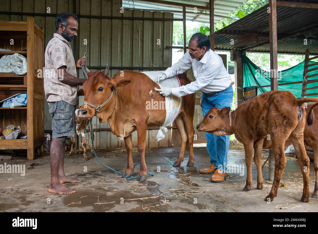 Edayanchavadi, India - 10th december 2022: Indian veterinarian taking ...