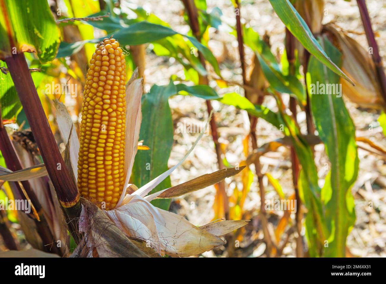 Ear of maize hi-res stock photography and images - Alamy