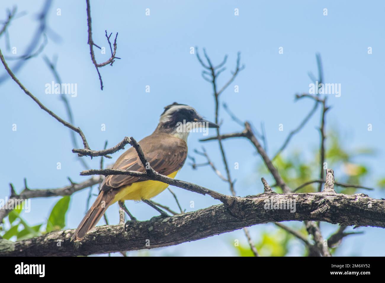 Mourning royal tyrant hi-res stock photography and images - Alamy