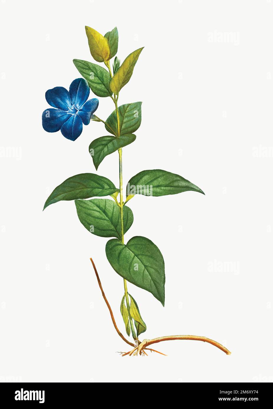 Vintage blooming greater periwinkle vector Stock Vector Image & Art - Alamy