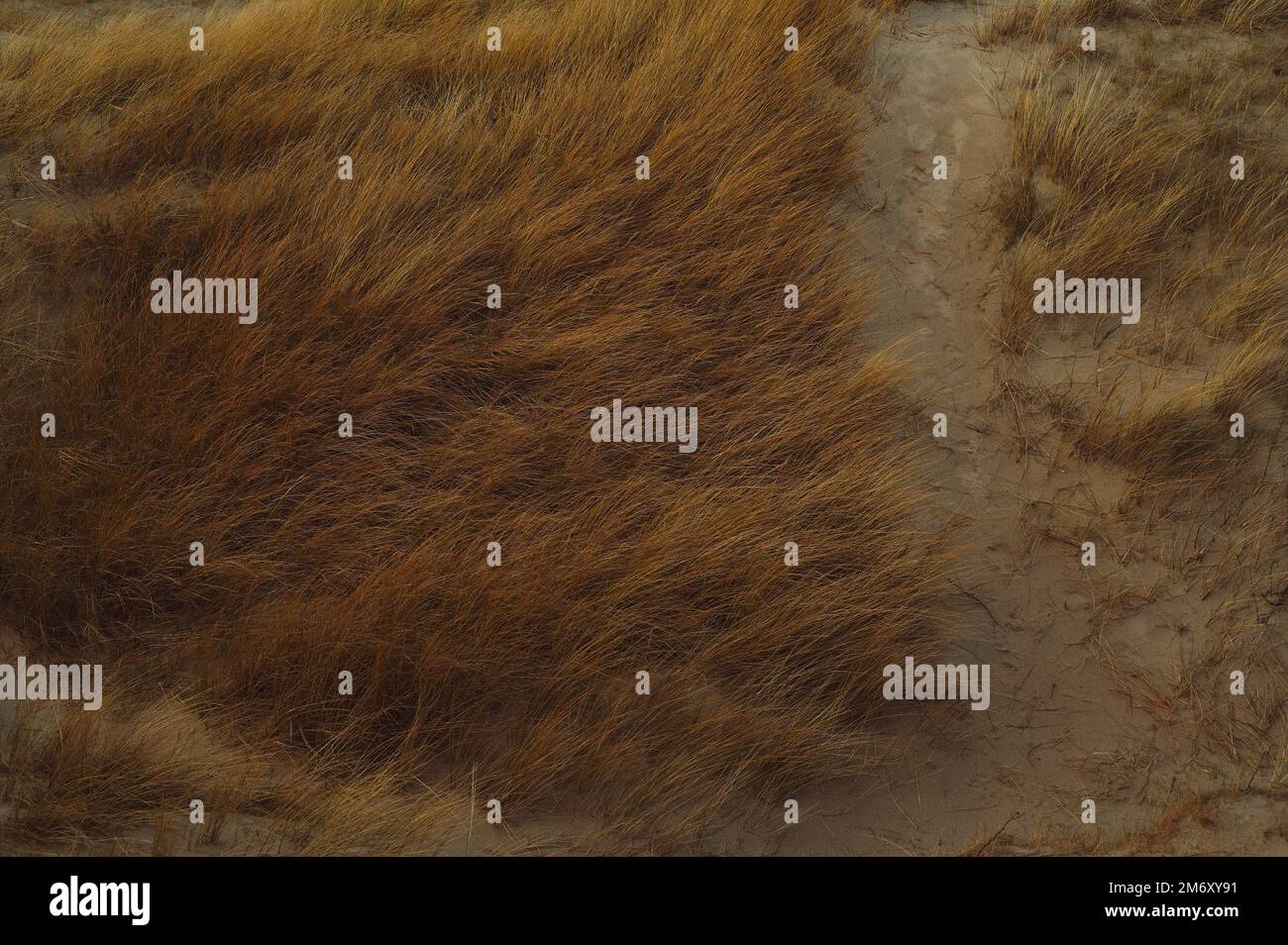 A high angle shot of dry brown reeds growing on a sandy field Stock ...