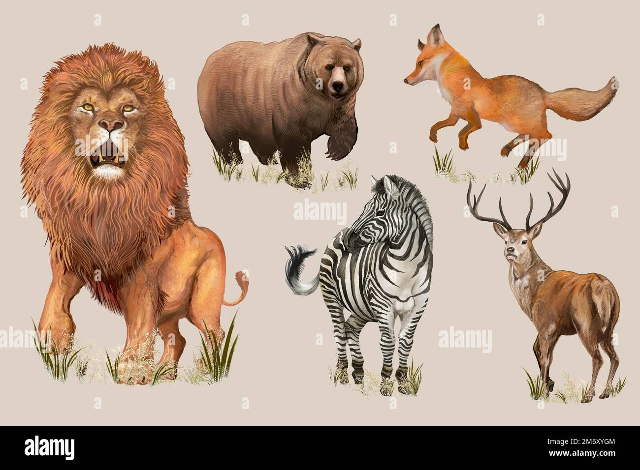 Various wild animals collection vector Stock Vector Image & Art - Alamy