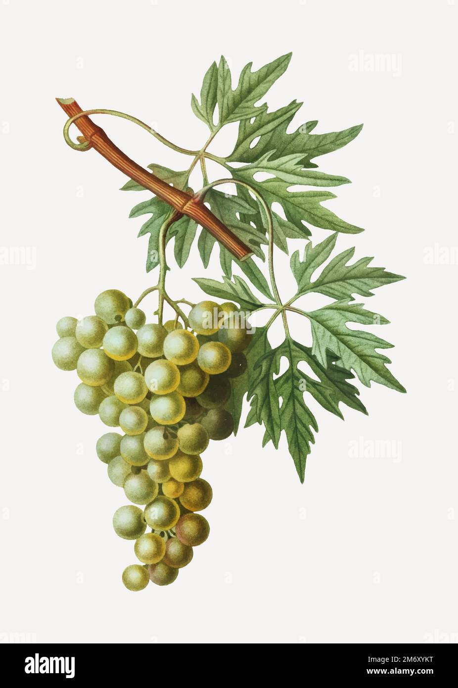 Vintage grape vine branch vector Stock Vector Image & Art - Alamy