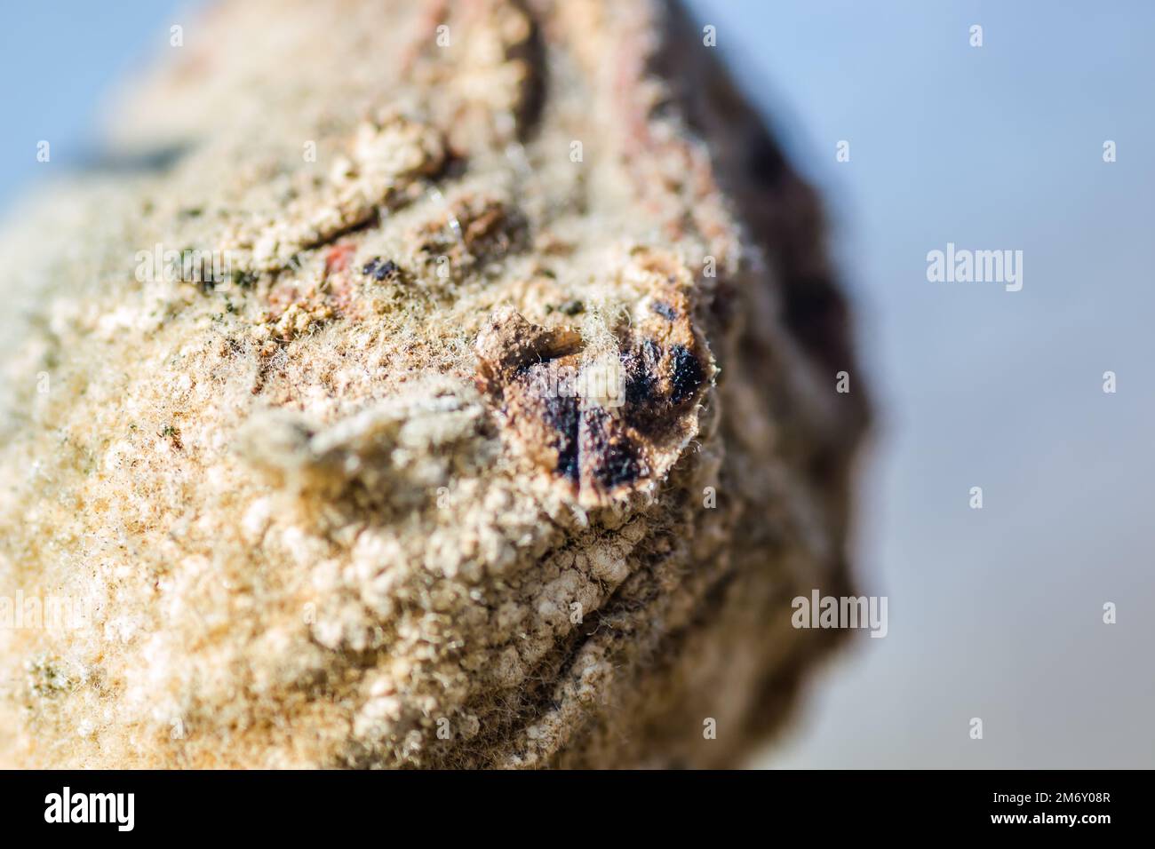 Crown rot apple hi-res stock photography and images - Alamy