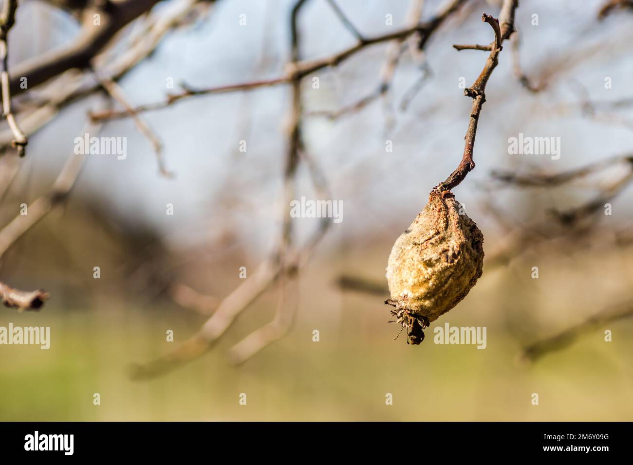 Crown rot apple hi-res stock photography and images - Alamy