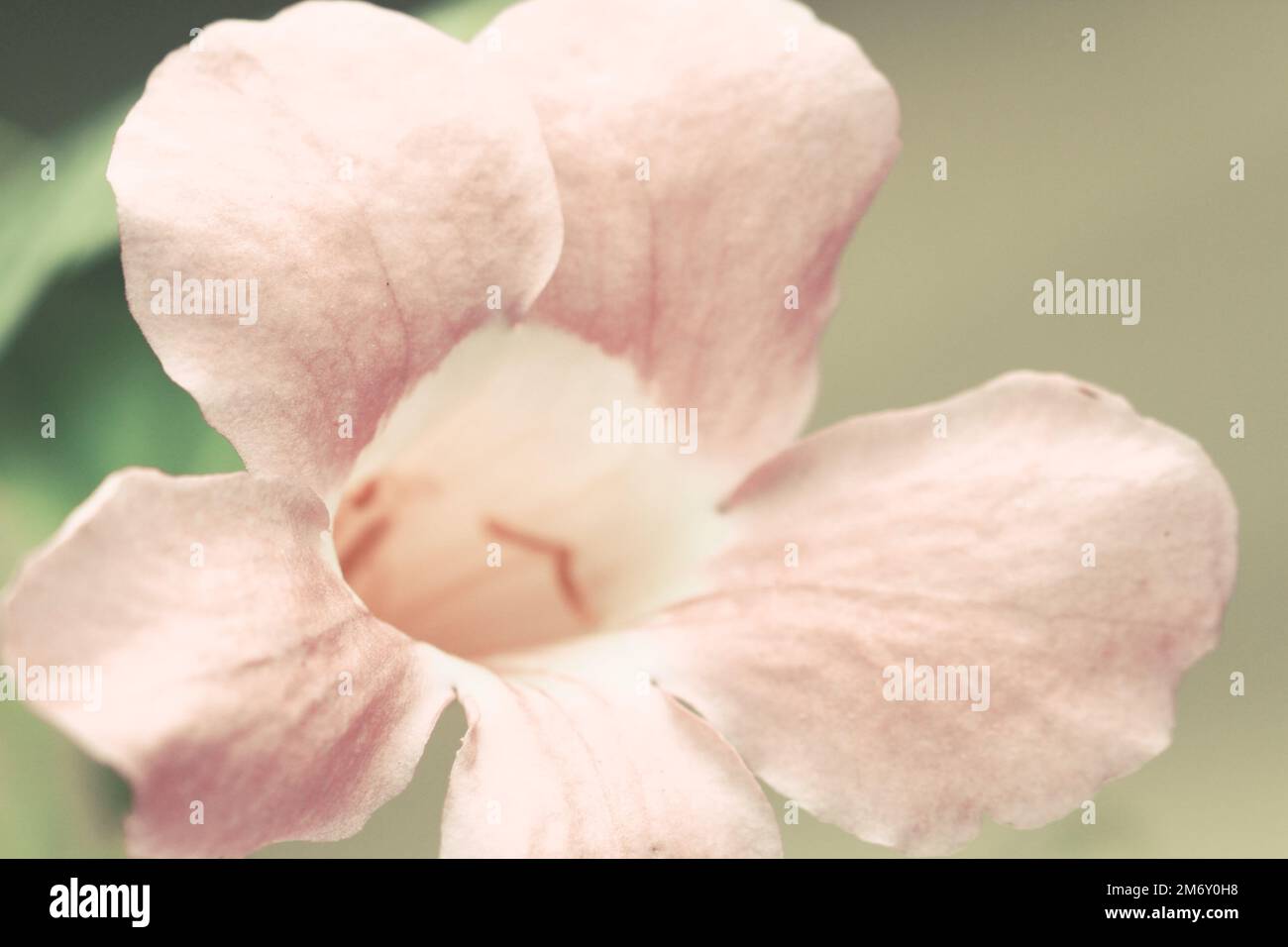 Bignonia flower hi-res stock photography and images - Alamy