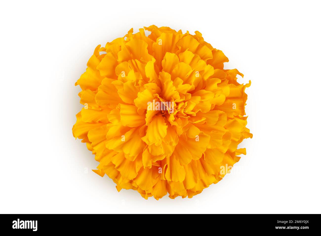 fresh marigold or tagetes erecta flower isolated on white background ...