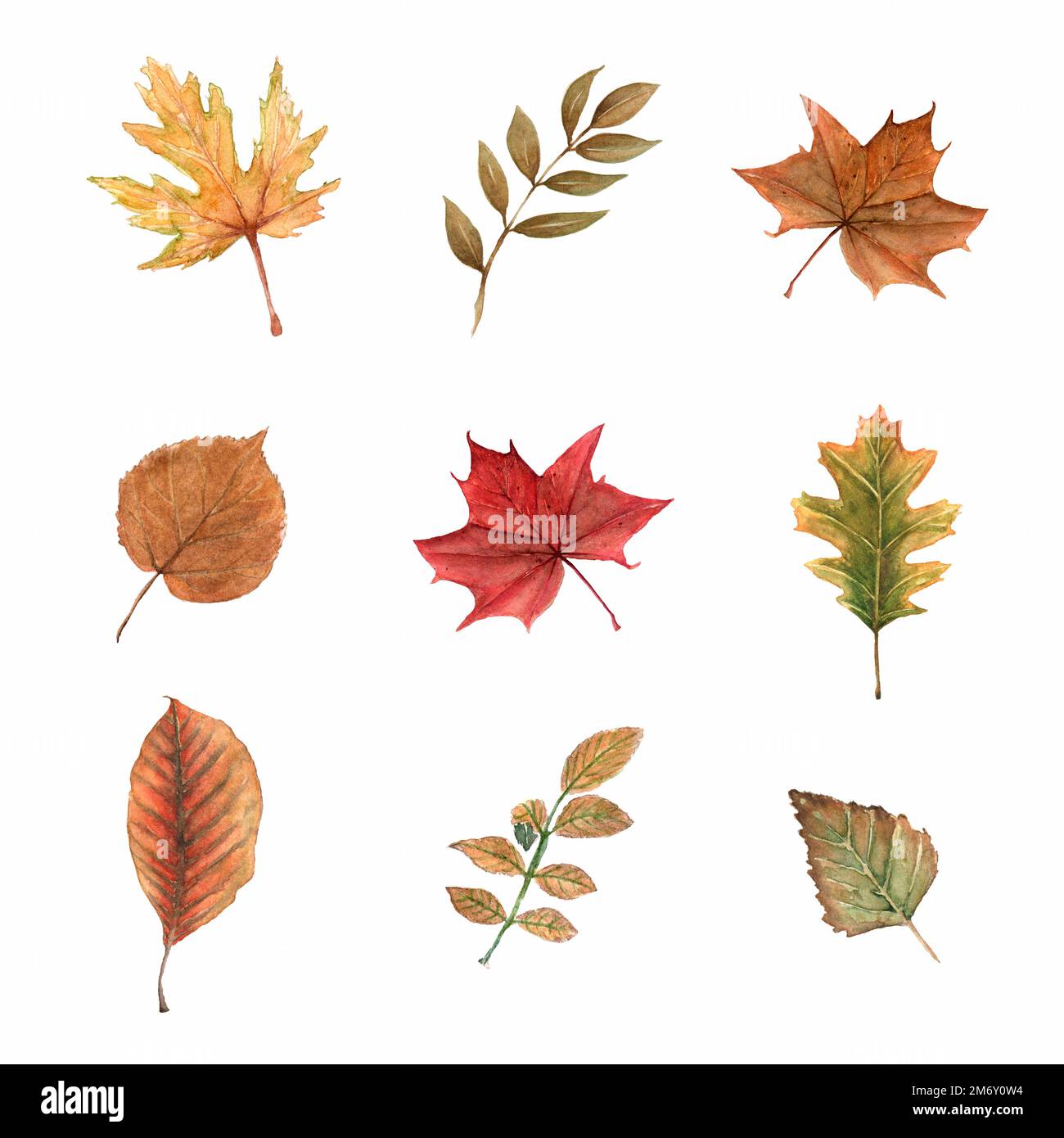 Watercolor set of autumn leaves on a white background. Set of beautiful ...