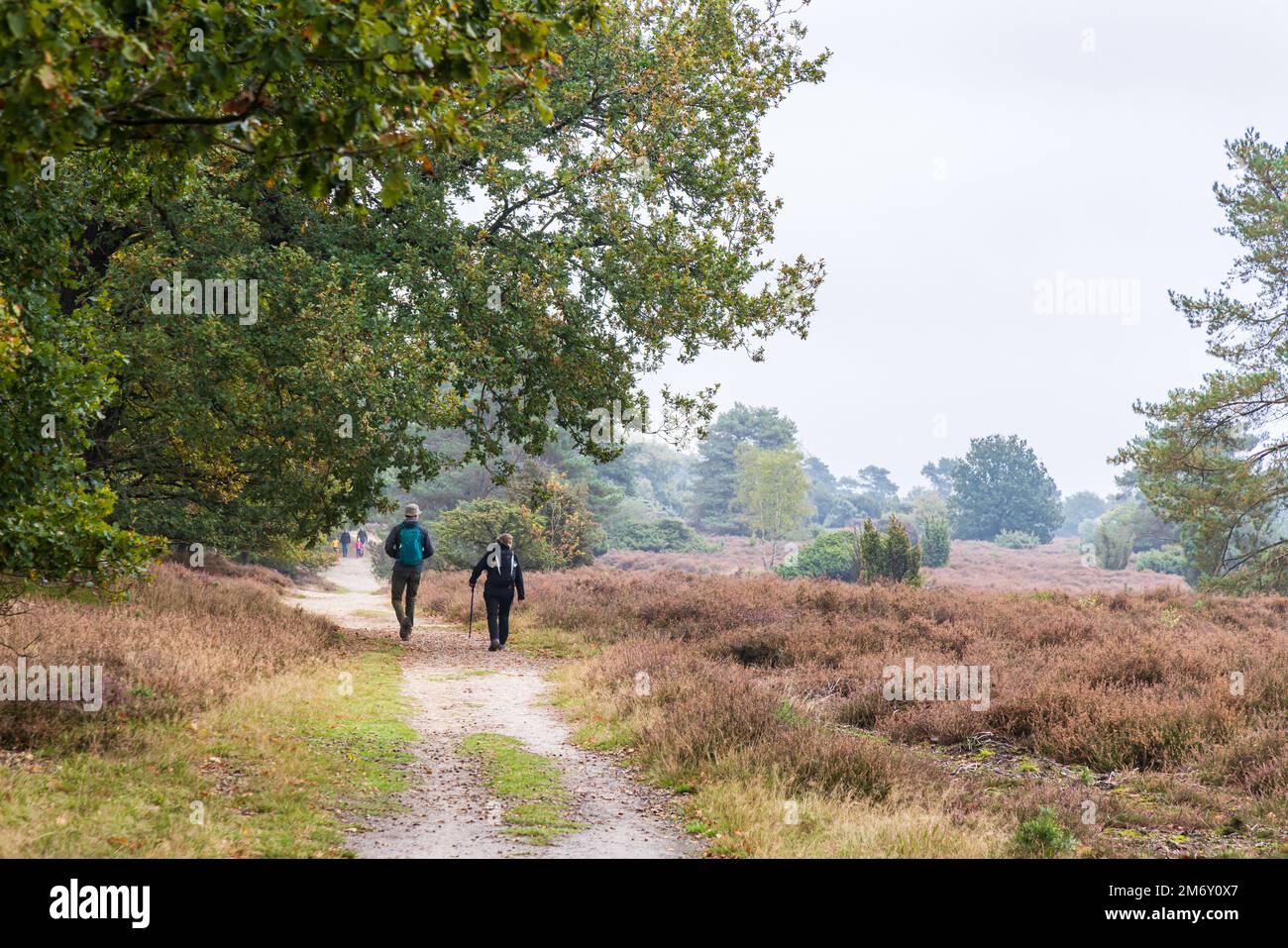 Walking along nature park Drouwenerzand at Hondsrug between the towns ...