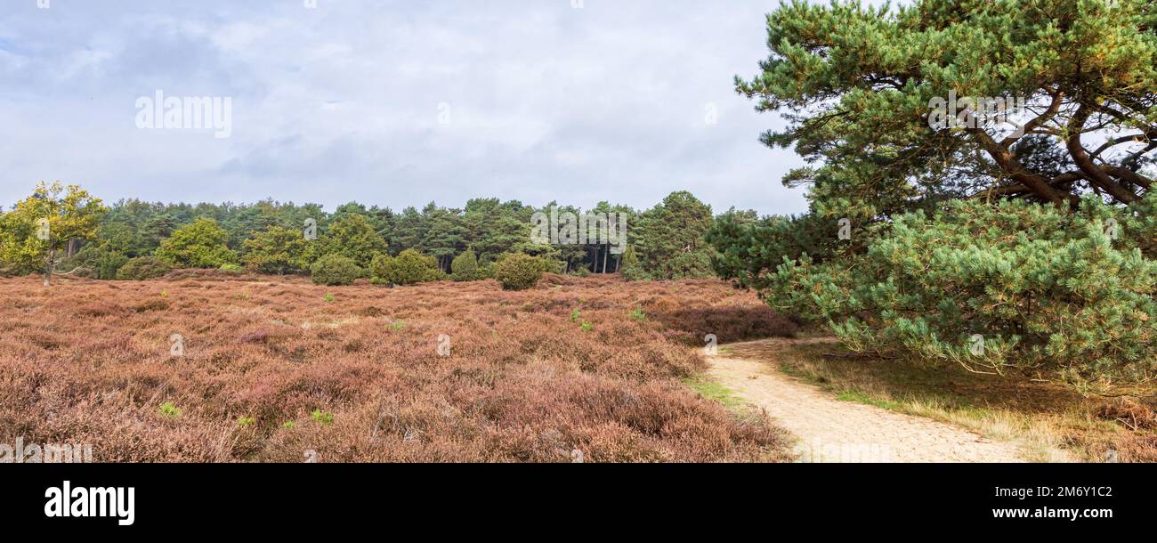 Panorama landscape Nature park Drouwenerzand at Hondsrug between the ...
