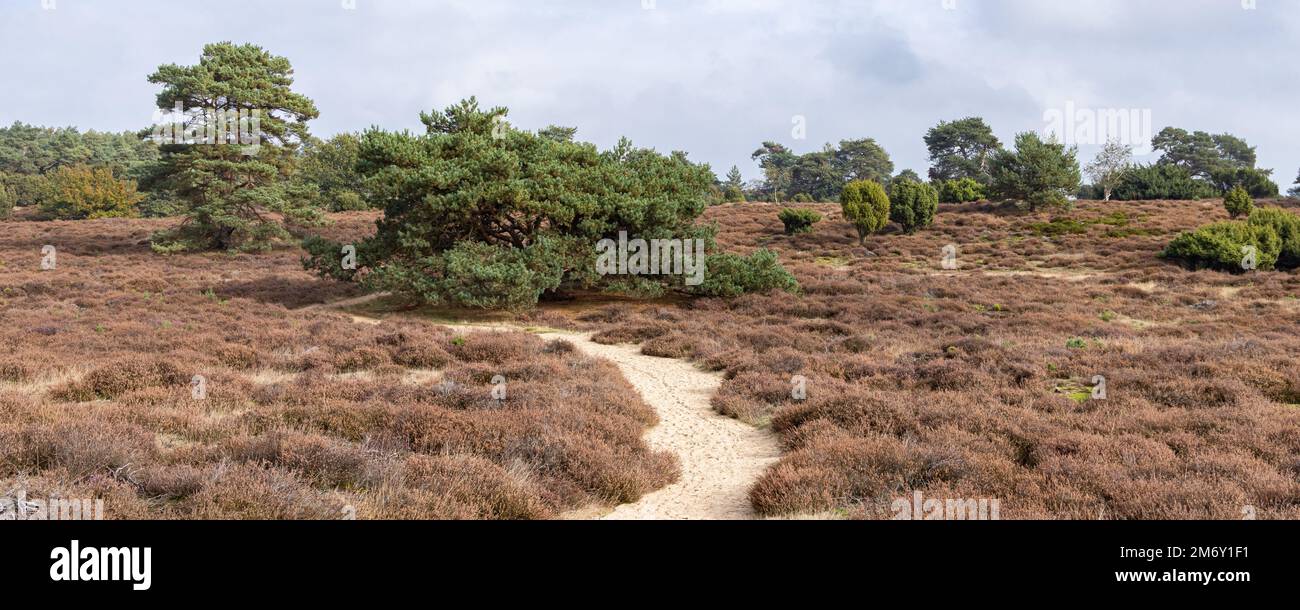Panorama landscape Nature park Drouwenerzand at Hondsrug between the ...