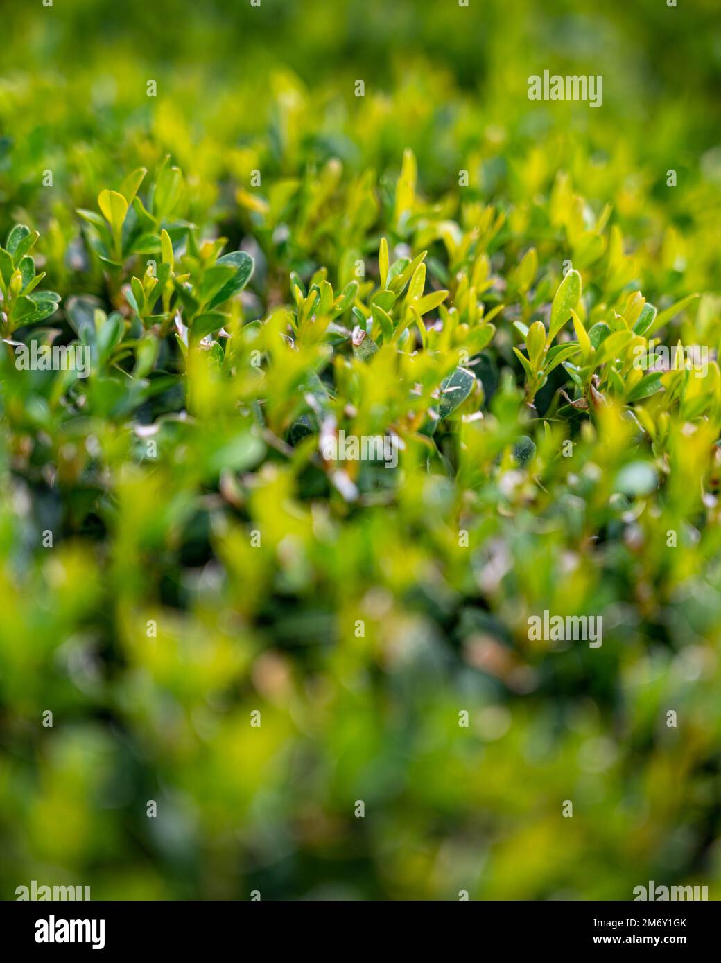 texture close-up of a cut boxwood. green texture Stock Photo - Alamy