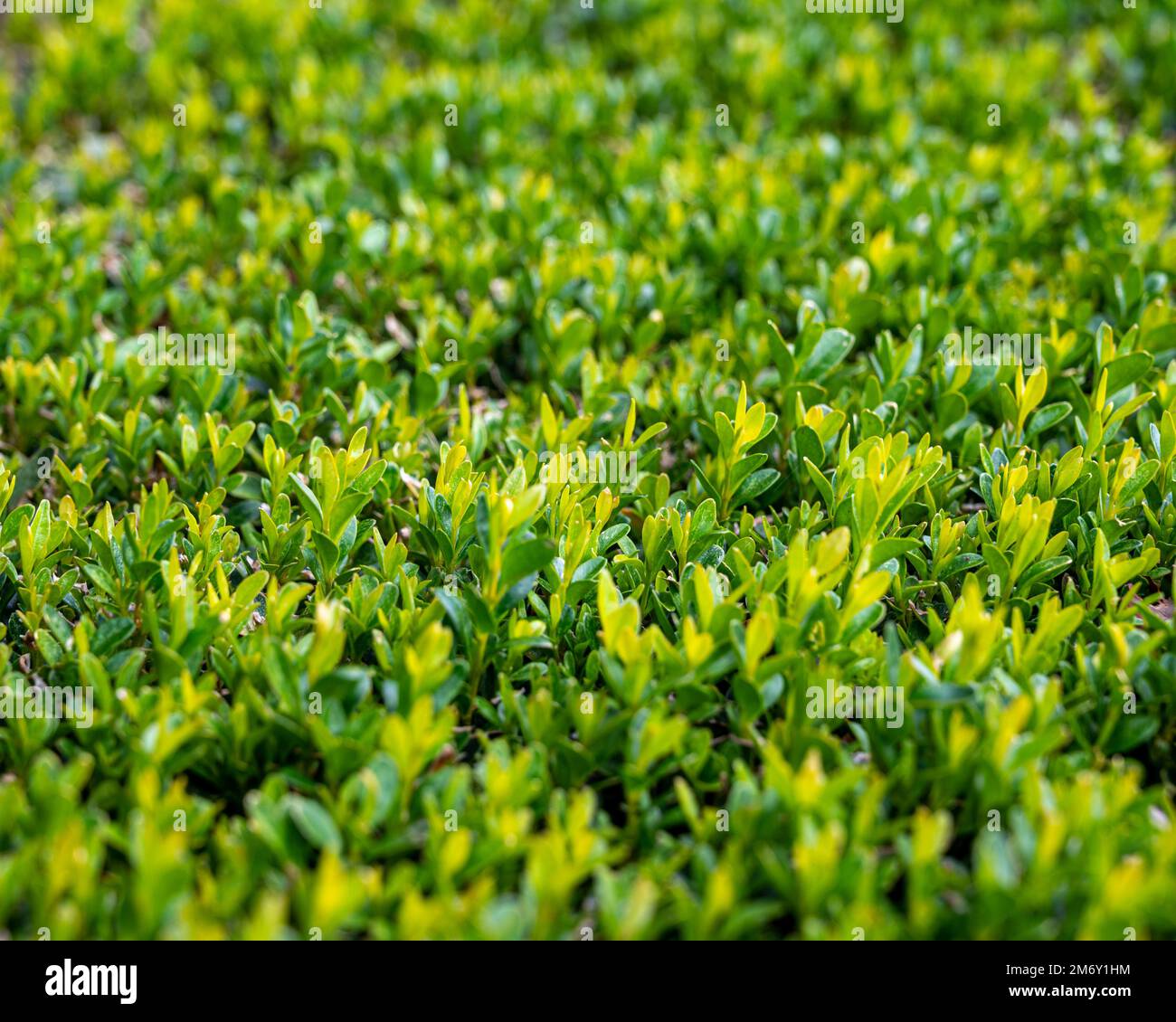 Boxwood texture hi-res stock photography and images - Alamy
